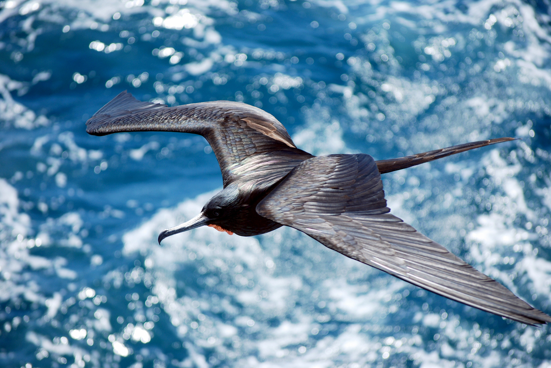 Nonstop Flight: How The Frigatebird Can Soar For Weeks Without Stopping ...