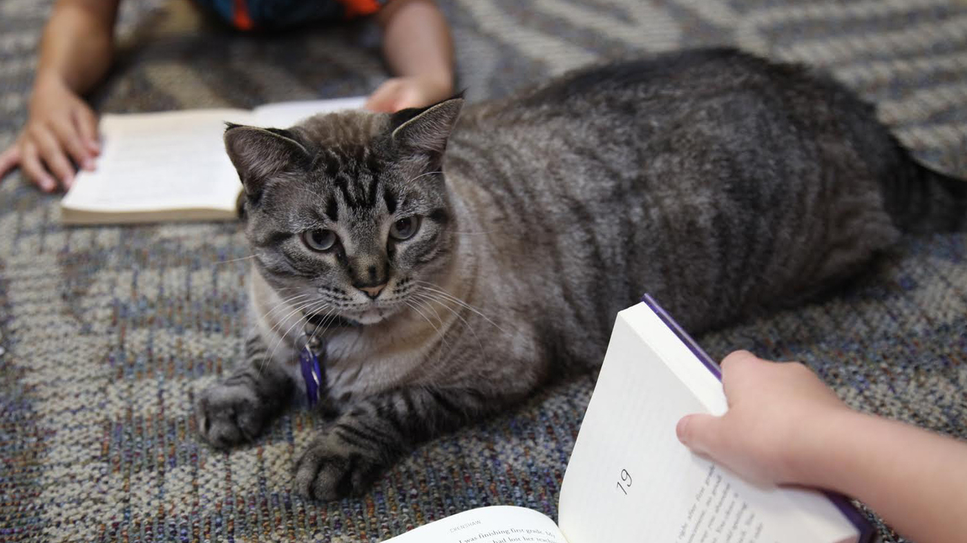 Library Cat's Job Is Saved : The Two-Way : NPR