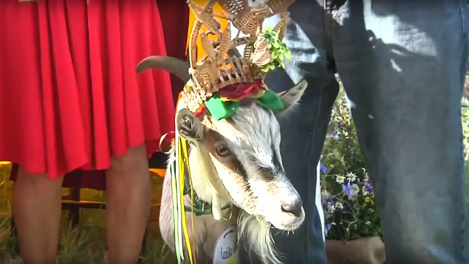 The Crowning Of A Beautiful Lithuanian Goat Raises A Question: What Makes A Goat Beautiful ...