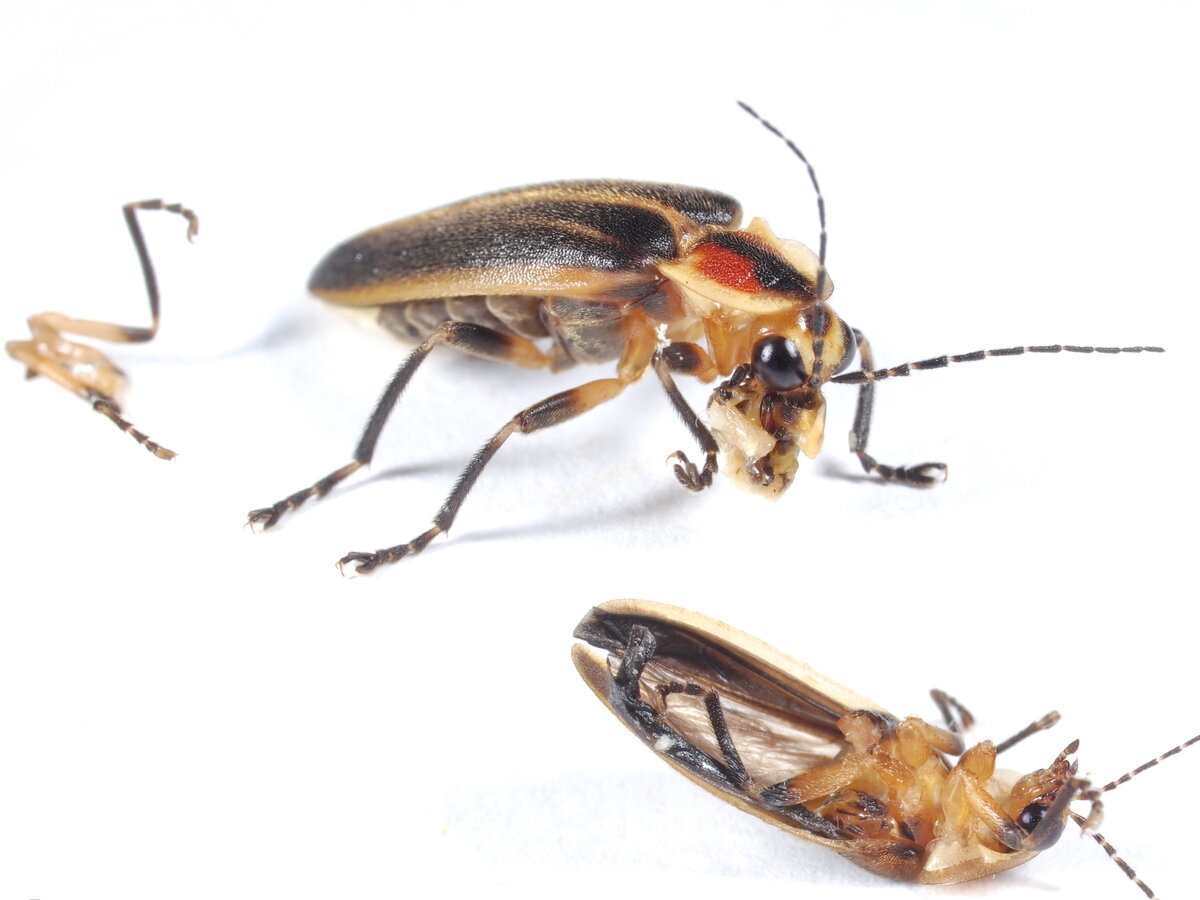 The Dark Side To The Firefly's Flare : NPR