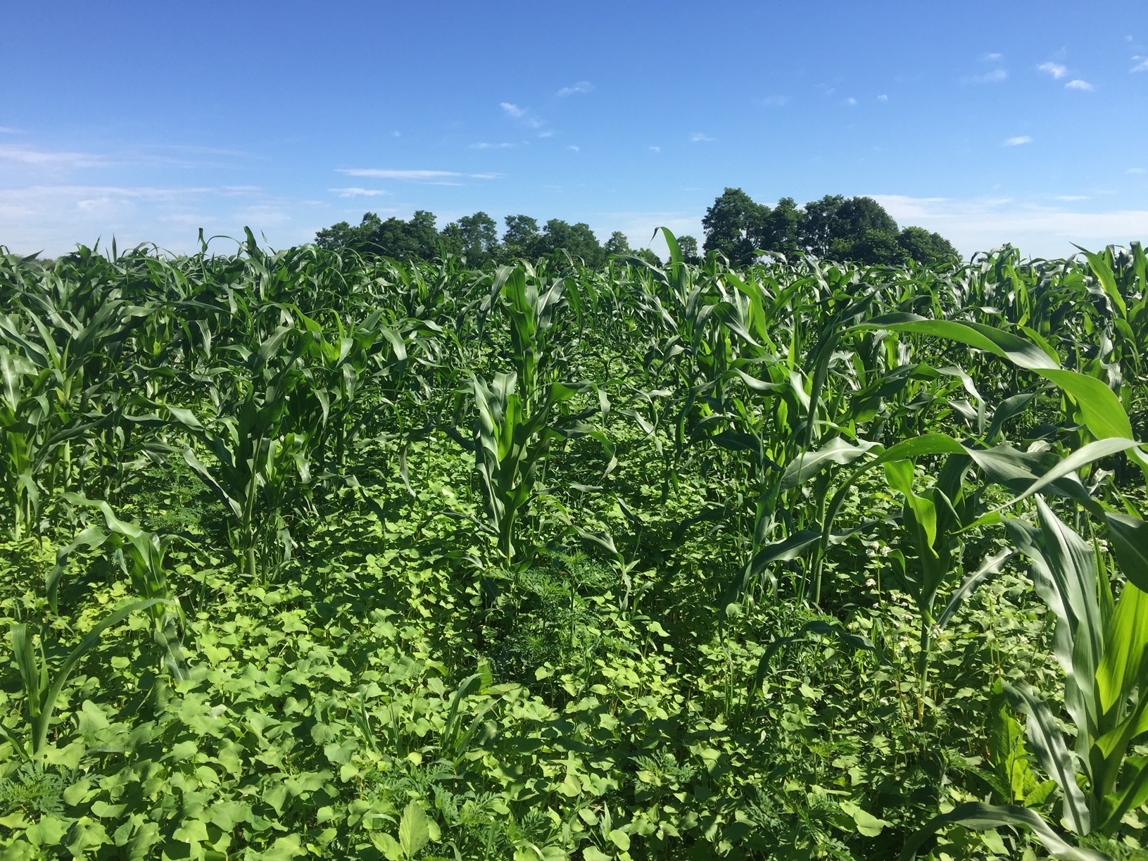 From Farm To Distillery, Heirloom Corn Varieties Are Sweet Treasures ...