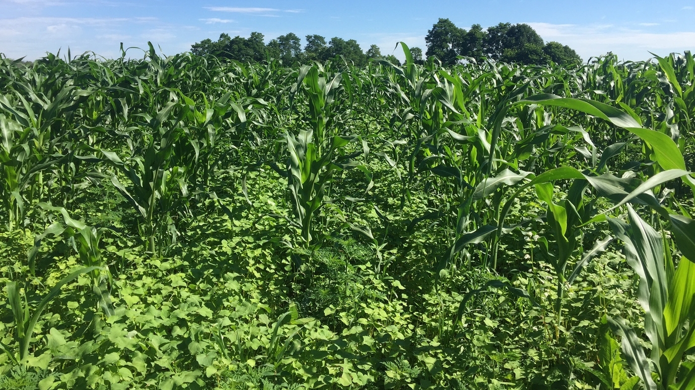 In Kentucky, Heirloom Corn Is Growing In Fields And Heading To The ...