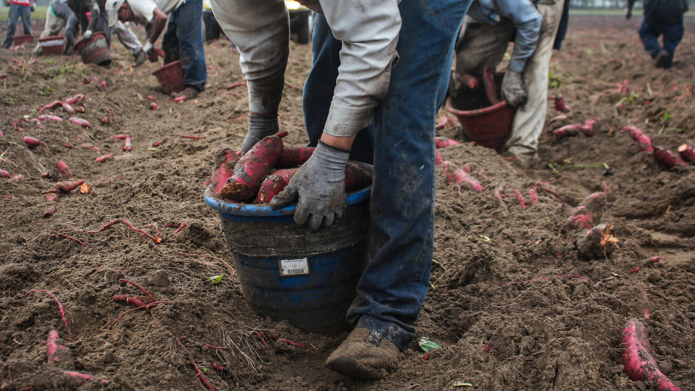 Inside The Lives Of Farmworkers: Top 5 Lessons I Learned On The Ground ...