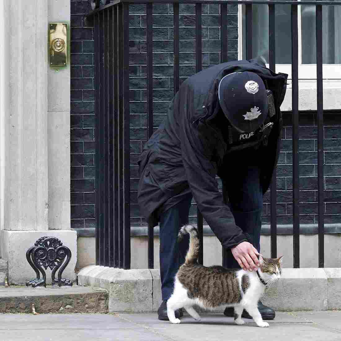 Larry The Cat Taken To Vet For Injury, Expected To Make Full Recovery ...