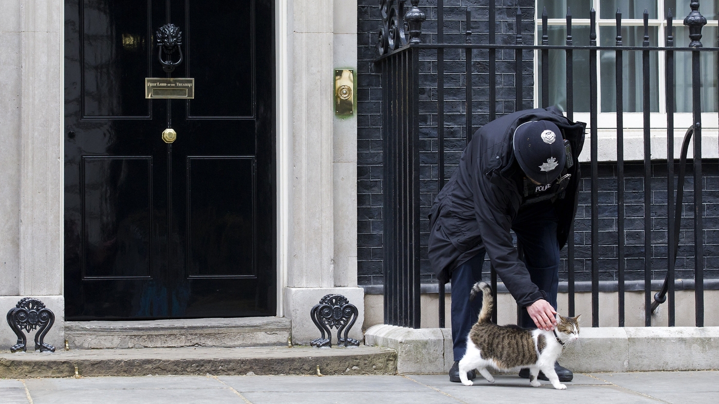 Larry The Cat Stays Put Amid Upheaval Of British Politics : The Two-Way ...