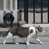 Watch: Larry The Cat Goes Home And Brings A Bit Of A Brexit Breather : NPR