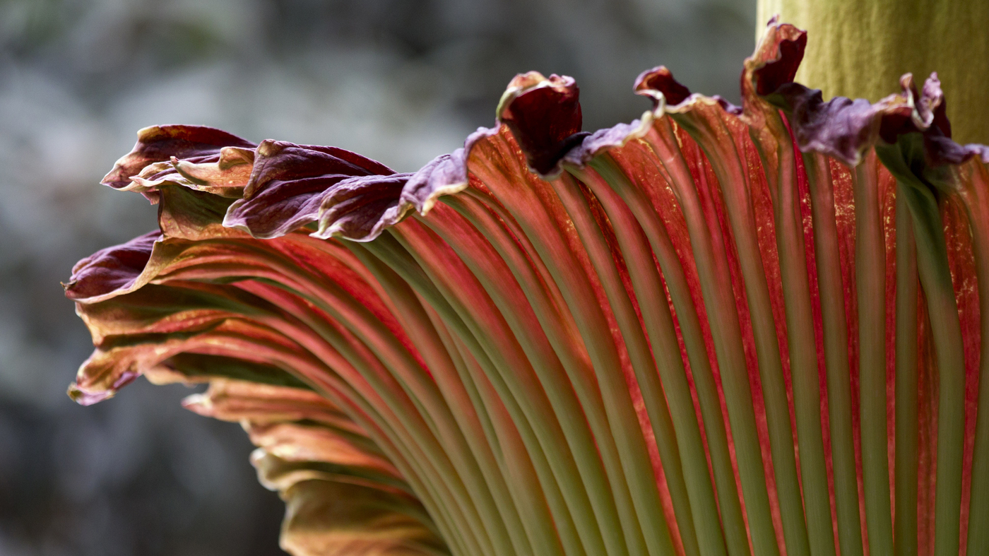 You Can Watch A Rare, Stinky 'Corpse Flower' Bloom On Live Video : The ...