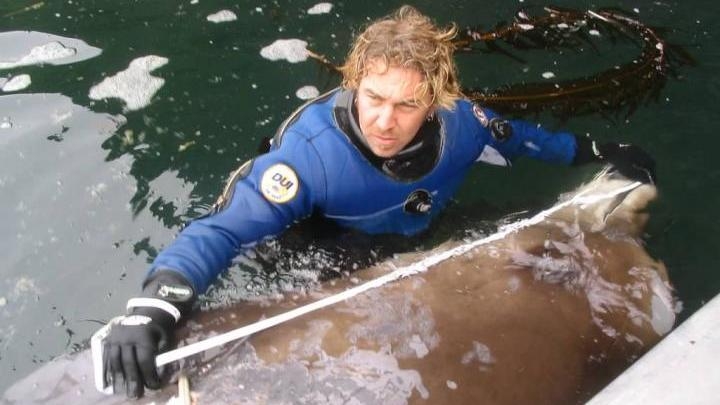 Mysterious And Known As The 'Raven': Scientists Identify New Whale ...