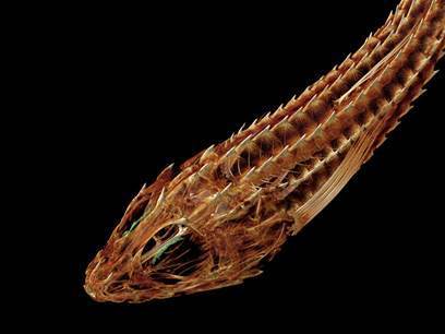 From 'The Water's Edge To The Cutting Edge': Fish Skeletons, CT Scans ...