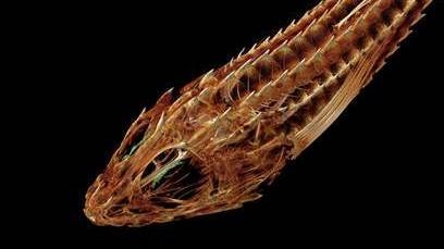 From 'The Water's Edge To The Cutting Edge': Fish Skeletons, CT Scans ...