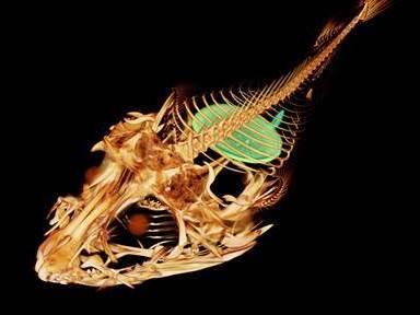 From 'The Water's Edge To The Cutting Edge': Fish Skeletons, CT Scans ...