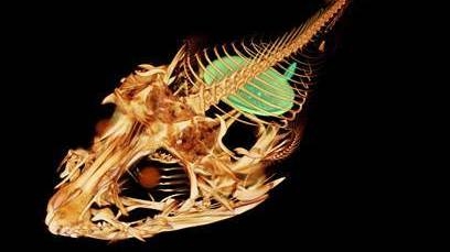 From 'The Water's Edge To The Cutting Edge': Fish Skeletons, CT Scans ...