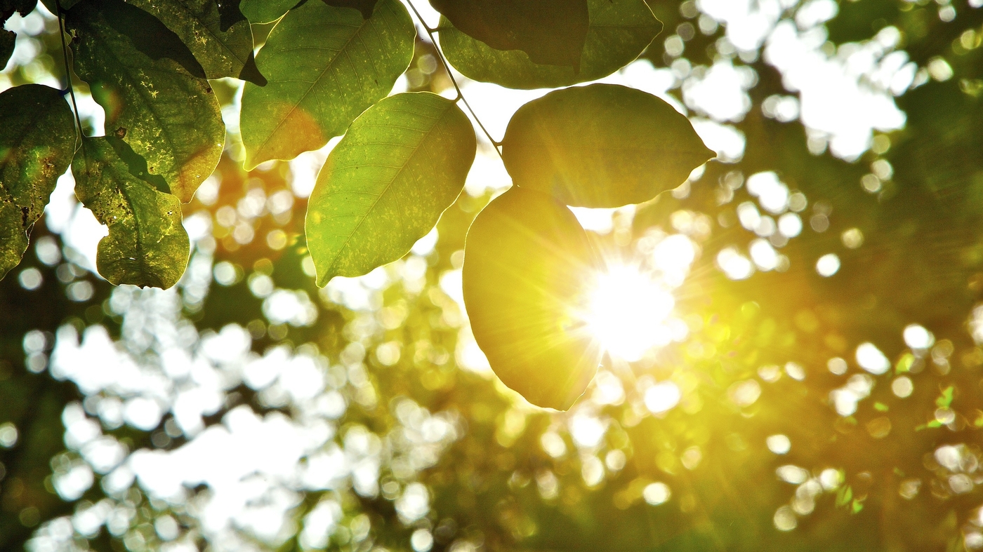 The Workings Of Nature: Naturalist Writing And Making Sense Of The ...