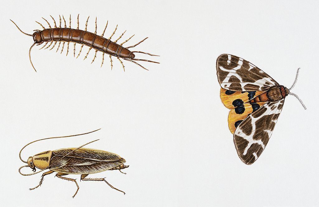 Mo' Money, Mo' Bug Problems: Wealthier Homes Are Rich In Insects, Too ...