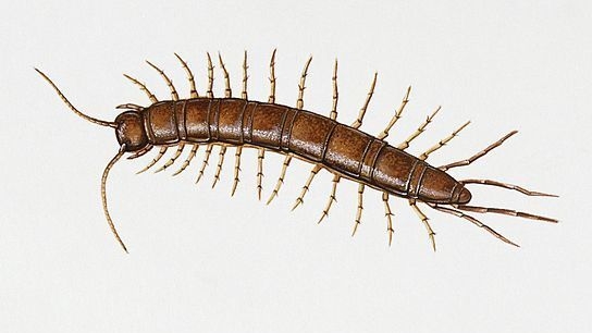 Mo' Money, Mo' Bug Problems: Wealthier Homes Are Rich In Insects, Too ...