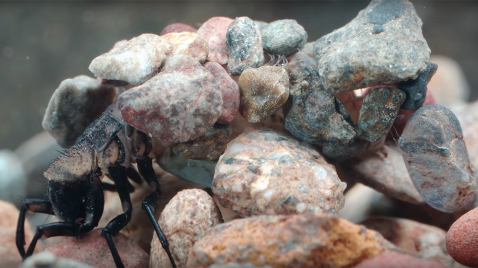 Video: Lessons In Wound Healing From Our Favorite Fly, The Caddis Fly ...