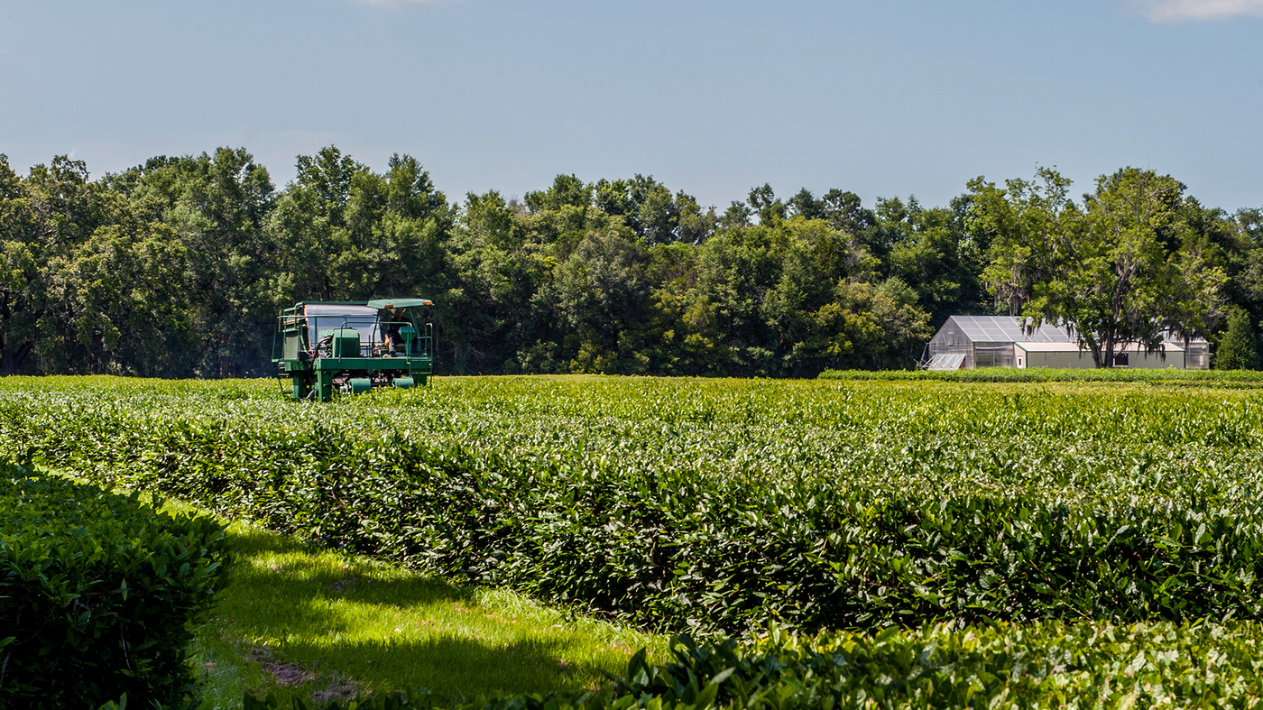 Yes, America Has A Working Tea Plantation. We Visited It : The Salt : NPR