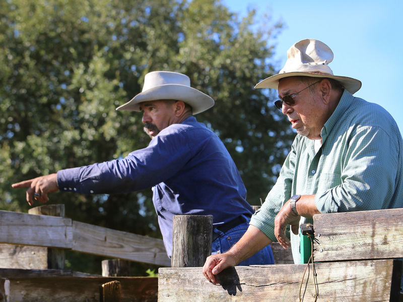 South Florida's Seminole Cowboys: Cattle Is 'In Our DNA' : Code Switch ...