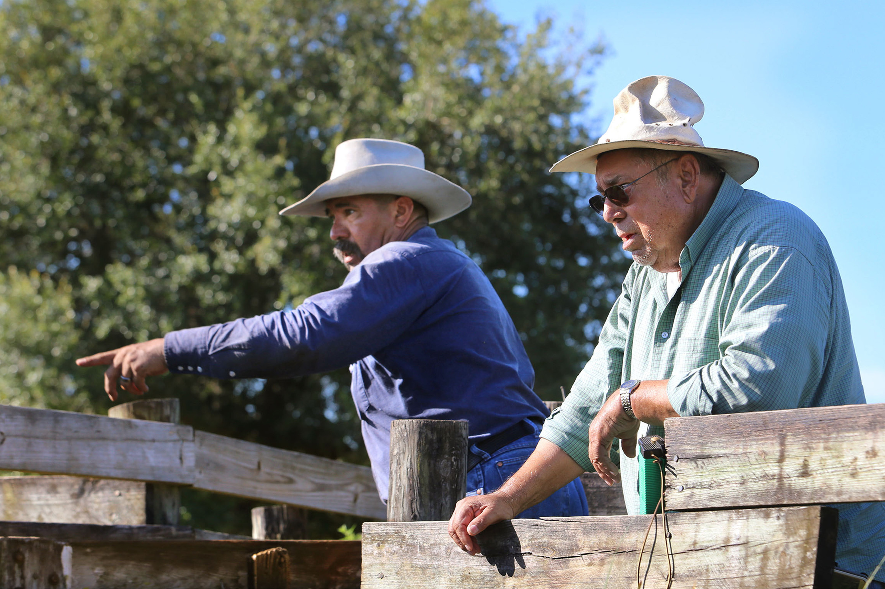 South Florida's Seminole Cowboys: Cattle Is 'In Our DNA' | NPR ...