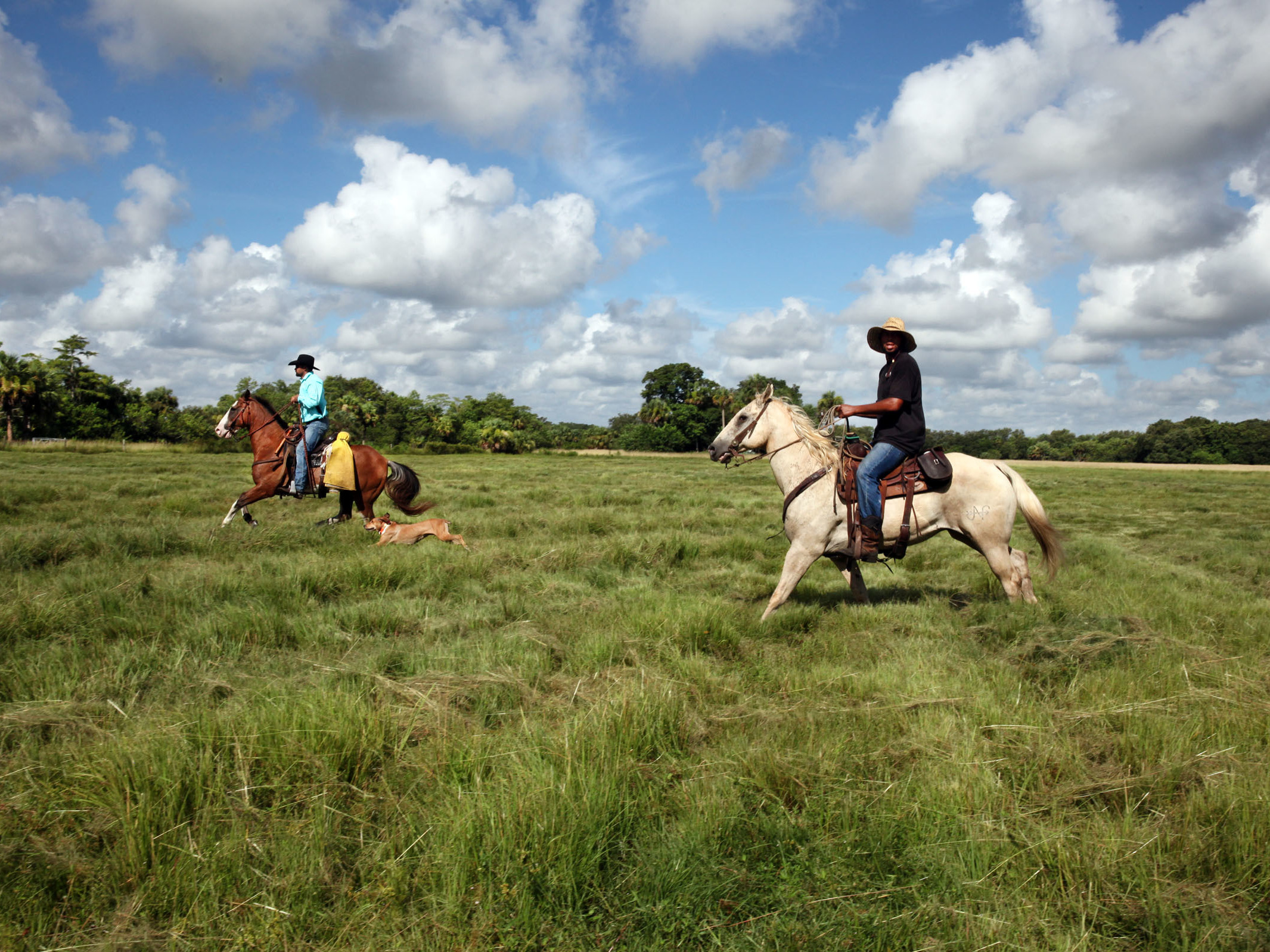 South Florida's Seminole Cowboys: Cattle Is 'In Our DNA' | NPR ...