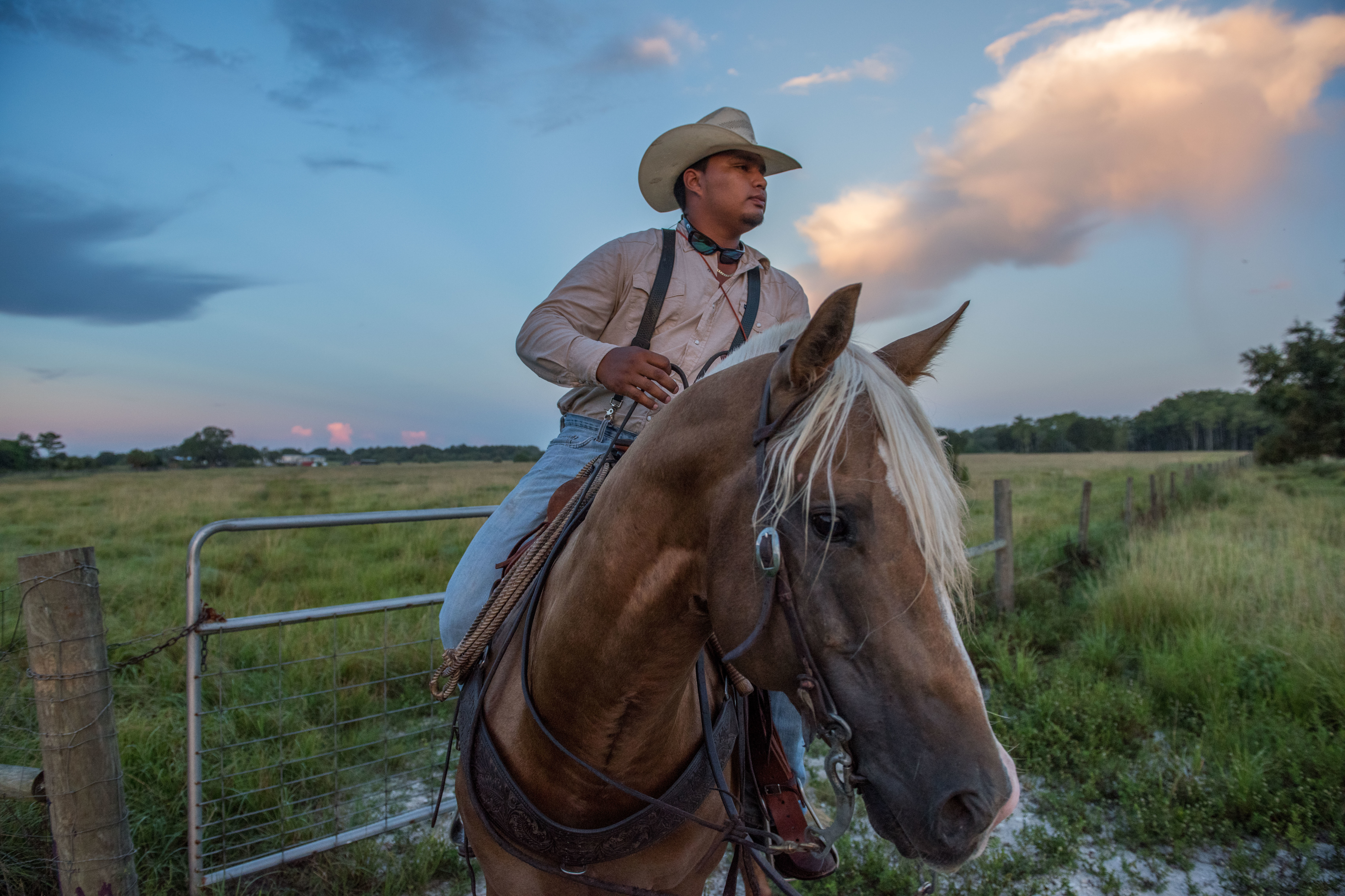 South Florida's Seminole Cowboys: Cattle Is 'In Our DNA' | NPR ...