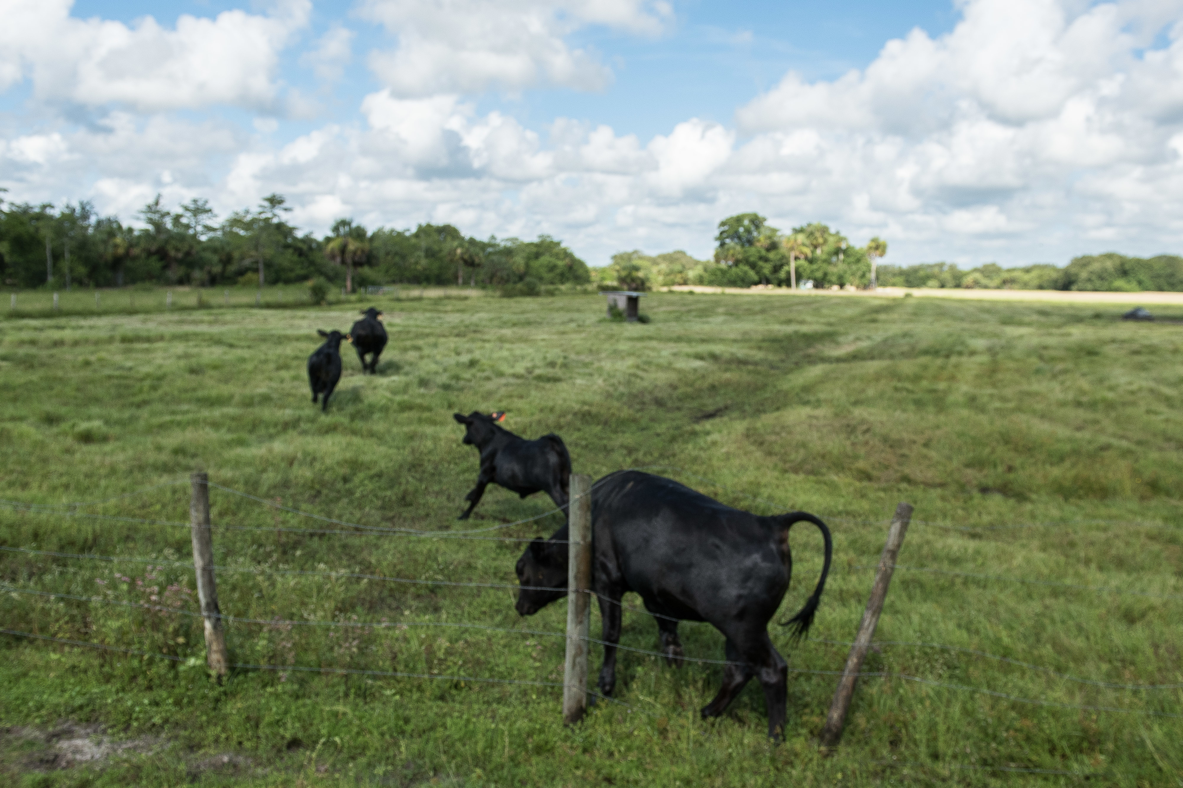 South Florida's Seminole Cowboys: Cattle Is 'In Our DNA' | NPR ...