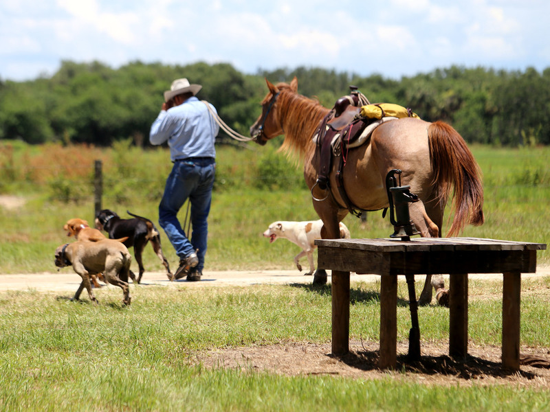 South Florida's Seminole Cowboys: Cattle Is 'In Our DNA' : Code Switch ...