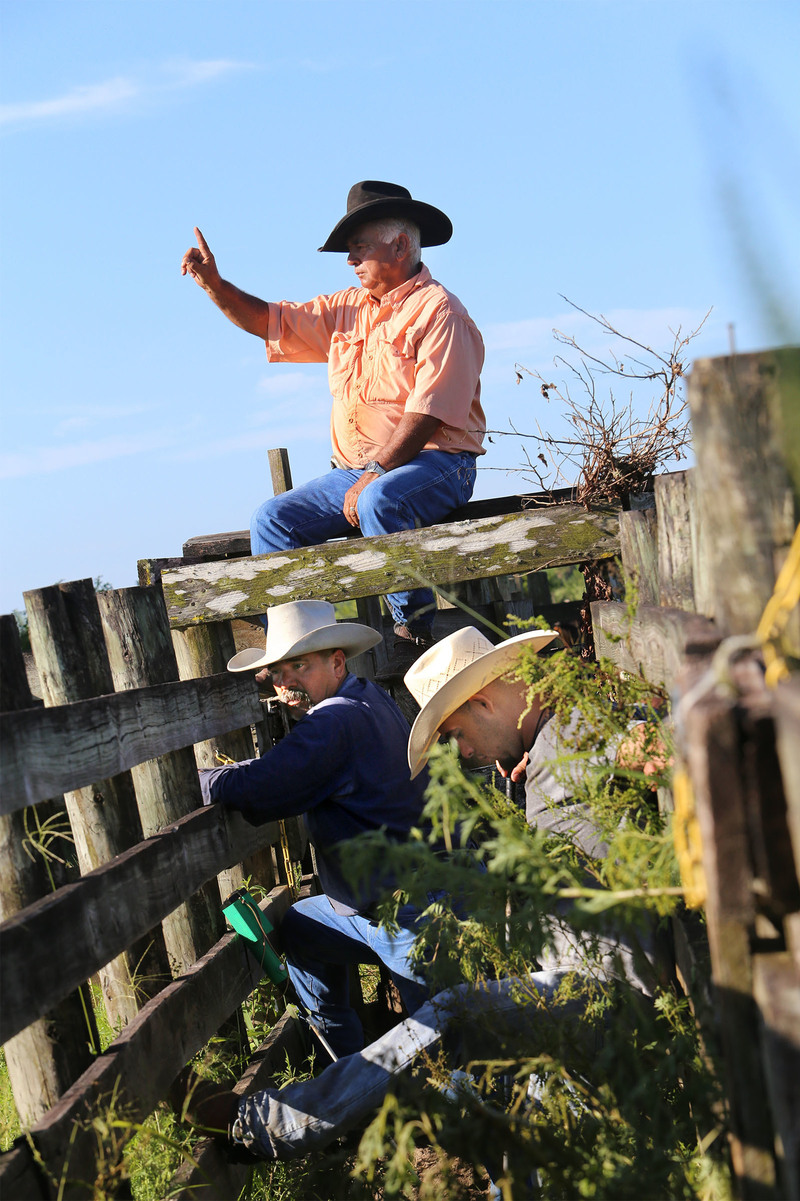 South Florida's Seminole Cowboys: Cattle Is 'In Our DNA' : Code Switch ...