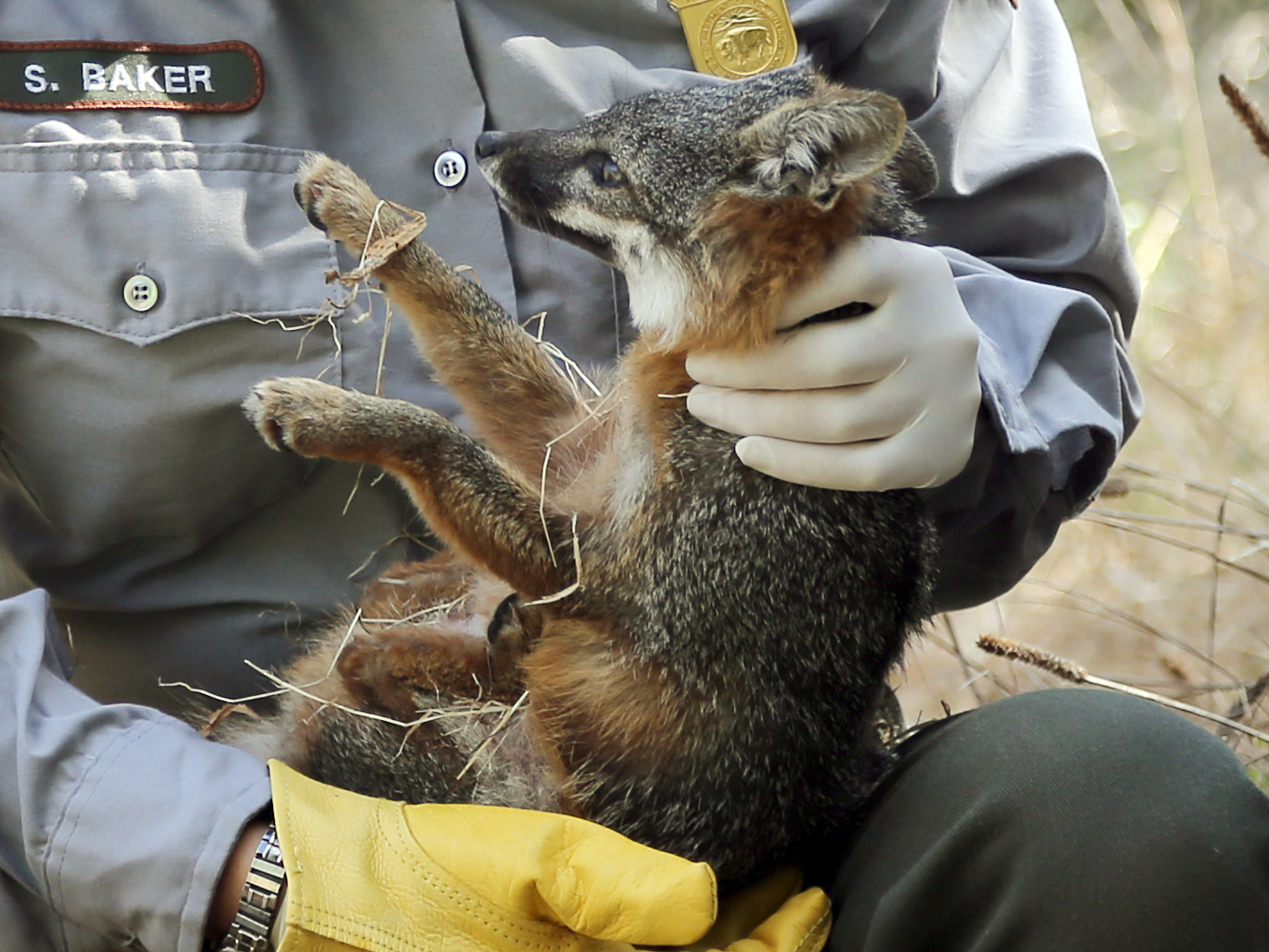 Once Nearly Extinct California Island Foxes No Longer Endangered | NCPR ...