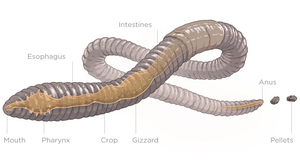 Worm Week : NPR