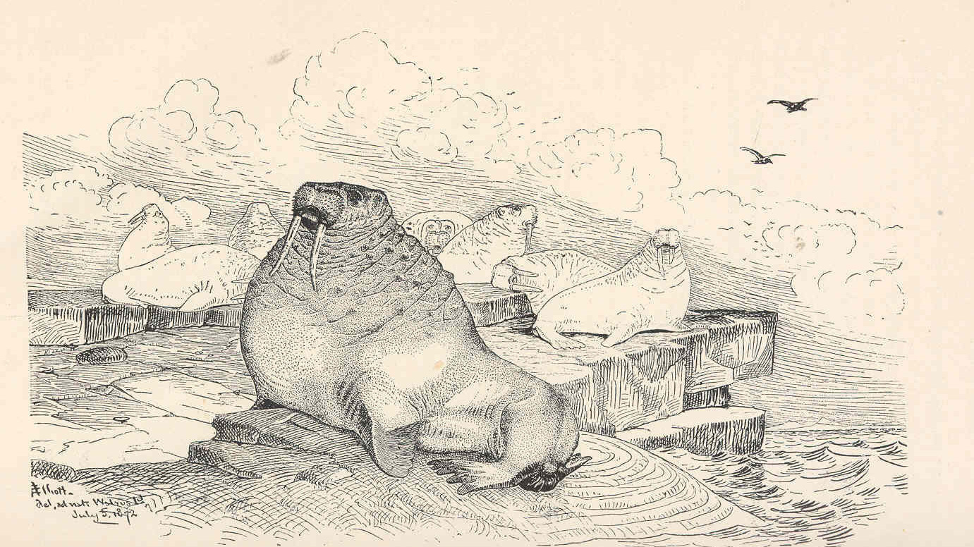 What Does It Take To Map A Walrus Hangout? 160 Years And A Lot Of Help ...