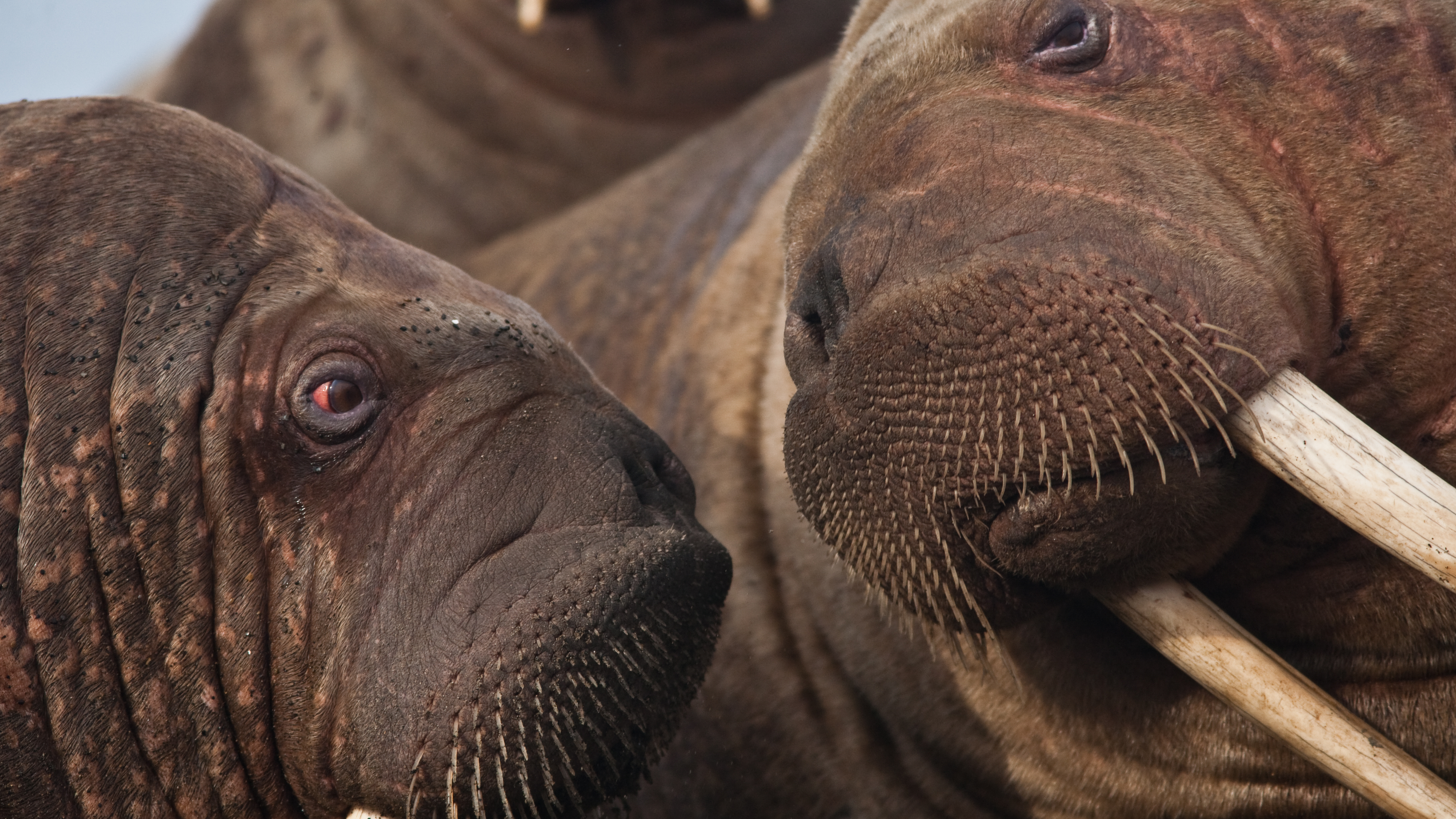 What Does It Take To Map A Walrus Hangout? 160 Years And A Lot Of Help ...