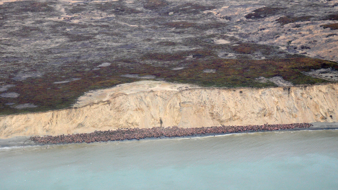 What Does It Take To Map A Walrus Hangout? 160 Years And A Lot Of Help ...