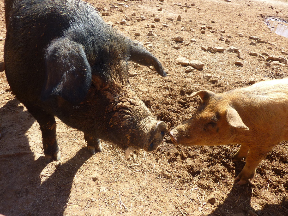 How We Love Our Pigs: Local Food And Animal Ethics : 13.7: Cosmos And ...