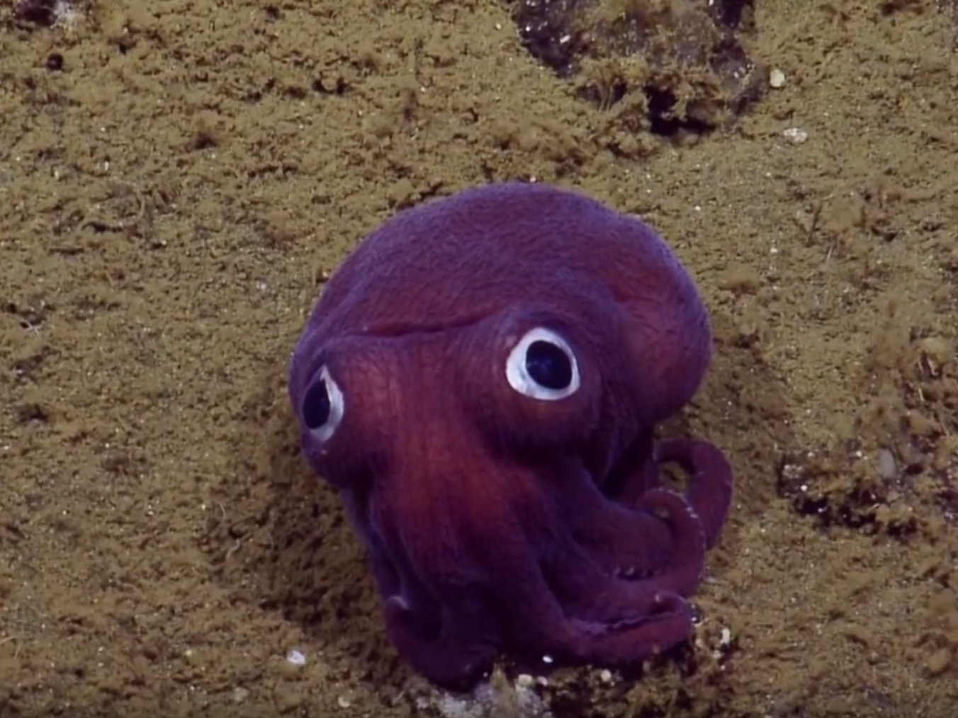 'Googly-Eyed' Stubby Squid Captures Internet's Attention | NPR ...