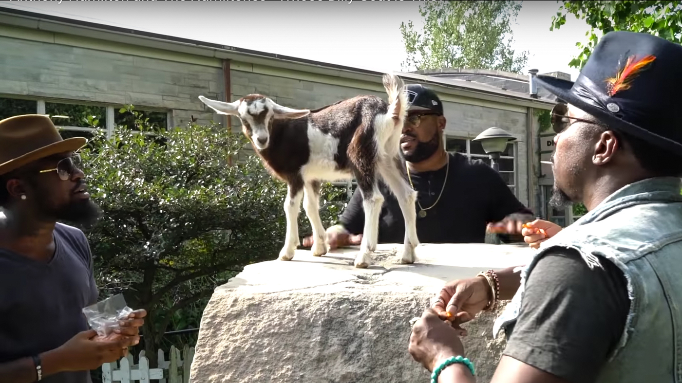 Goat News: Helping Needy Families In Cameroon, Getting Serenaded By ...