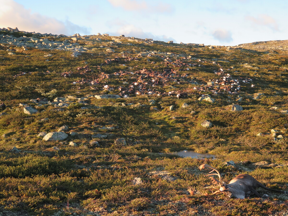 323 Reindeer Killed In Lightning Storm In Norway : The Two-Way : NPR