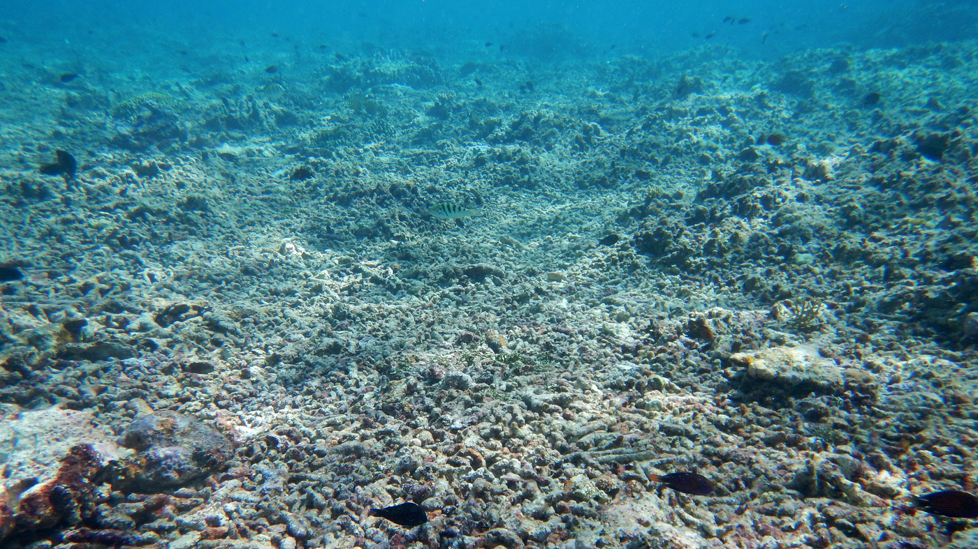 China's Artificial Islands In South China Sea Are Harming Environment ...