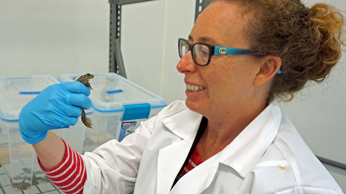 In The Battle To Save Frogs, Scientists Fight Fungus With Fungus : NPR