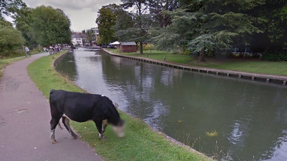 A Cow With No Name: Google Blurs Bovine Face For Privacy : The Two-Way ...