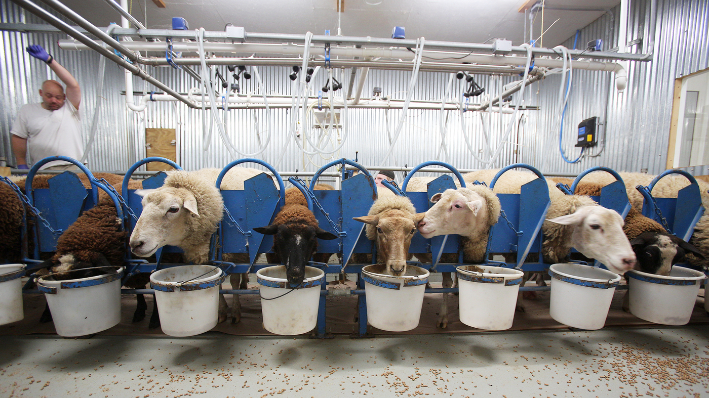 They Dreamed Of Sheep (Farming): Peek Inside An Alabama Dairy : The ...