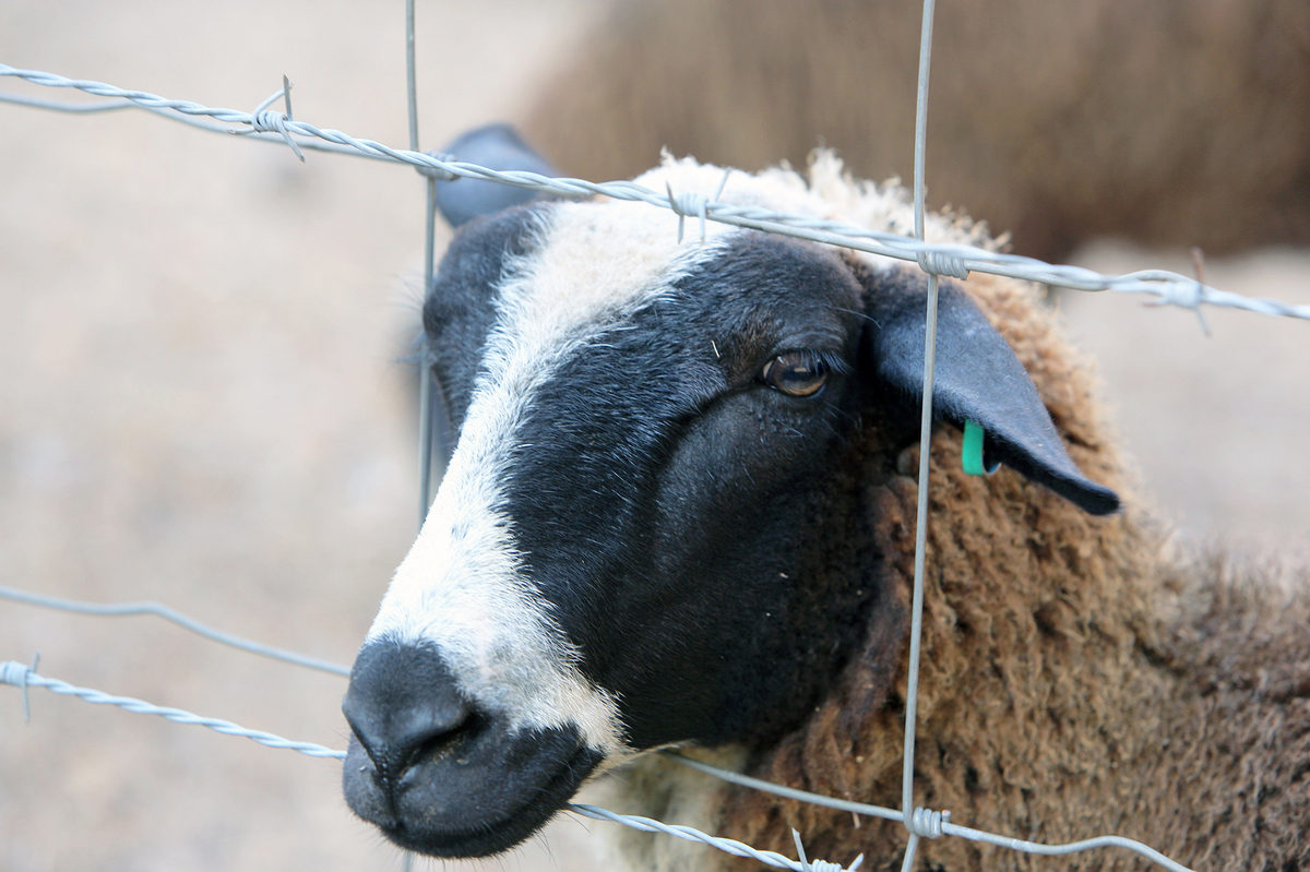 They Dreamed Of Sheep (Farming): Peek Inside An Alabama Dairy : The ...