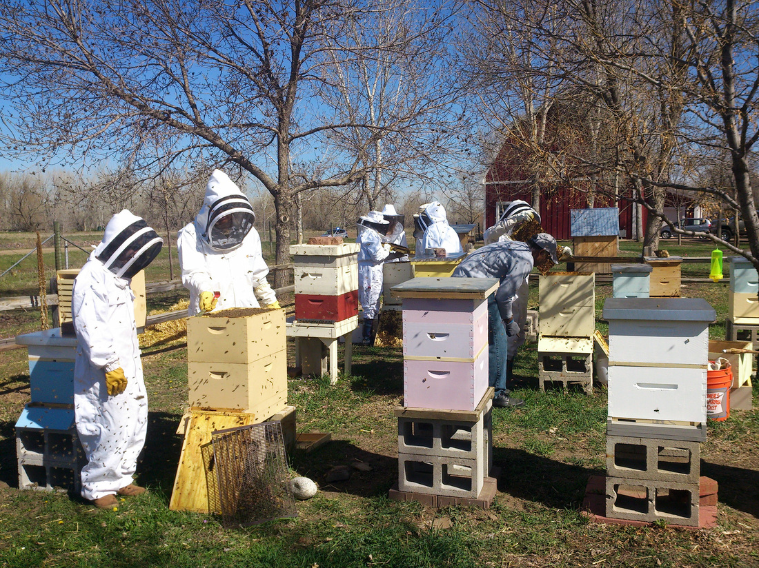 Beekeepers Benefit From The Hive Mind In Community Apiaries : The Salt ...