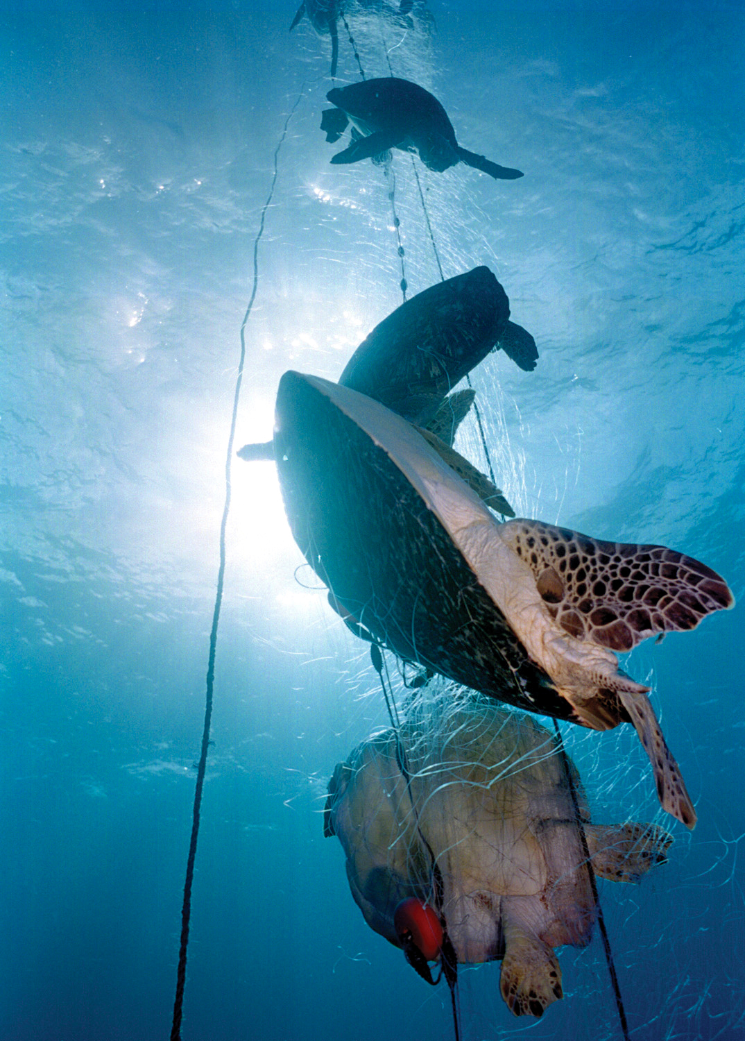 Ghost Gear Whales Sea Turtles Seals Are The Unintended Catch Of Abandoned Fishing Gear The Salt NPR