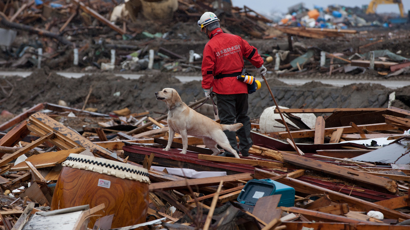 From Fire Hydrants To Rescue Work, Dogs Perceive The World Through ...