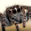 What Goes On In the Minds Of Spiders? : 13.7: Cosmos And Culture : NPR