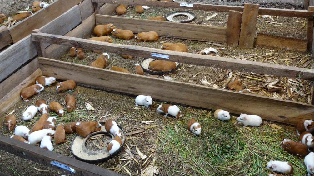 Peruvian Farmers, Chefs (Yes, Chefs) Cash In On Guinea Pig Craze : The ...