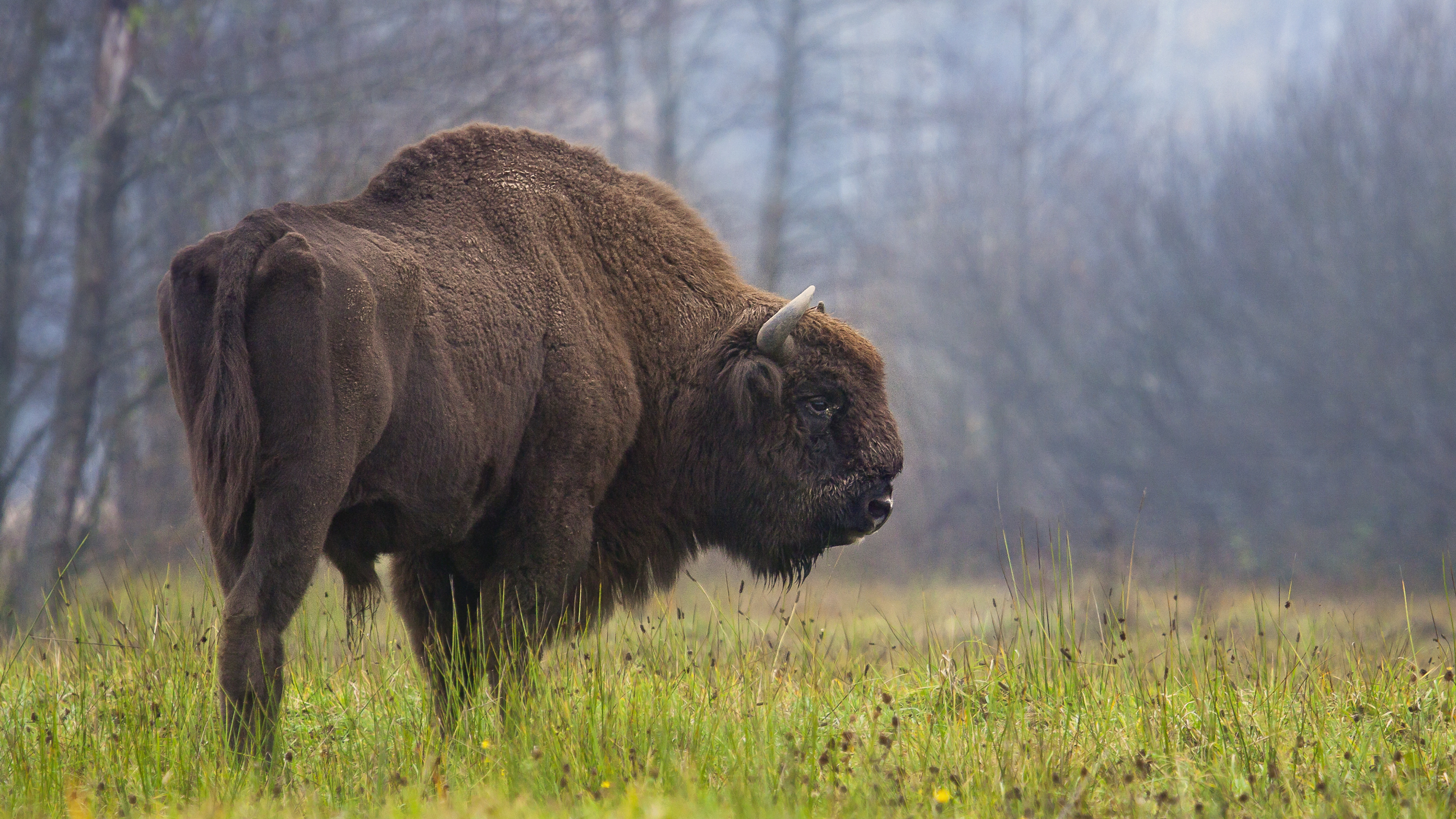 'Higgs Bison' Is The Missing Link In European Bison Ancestral Tree ...
