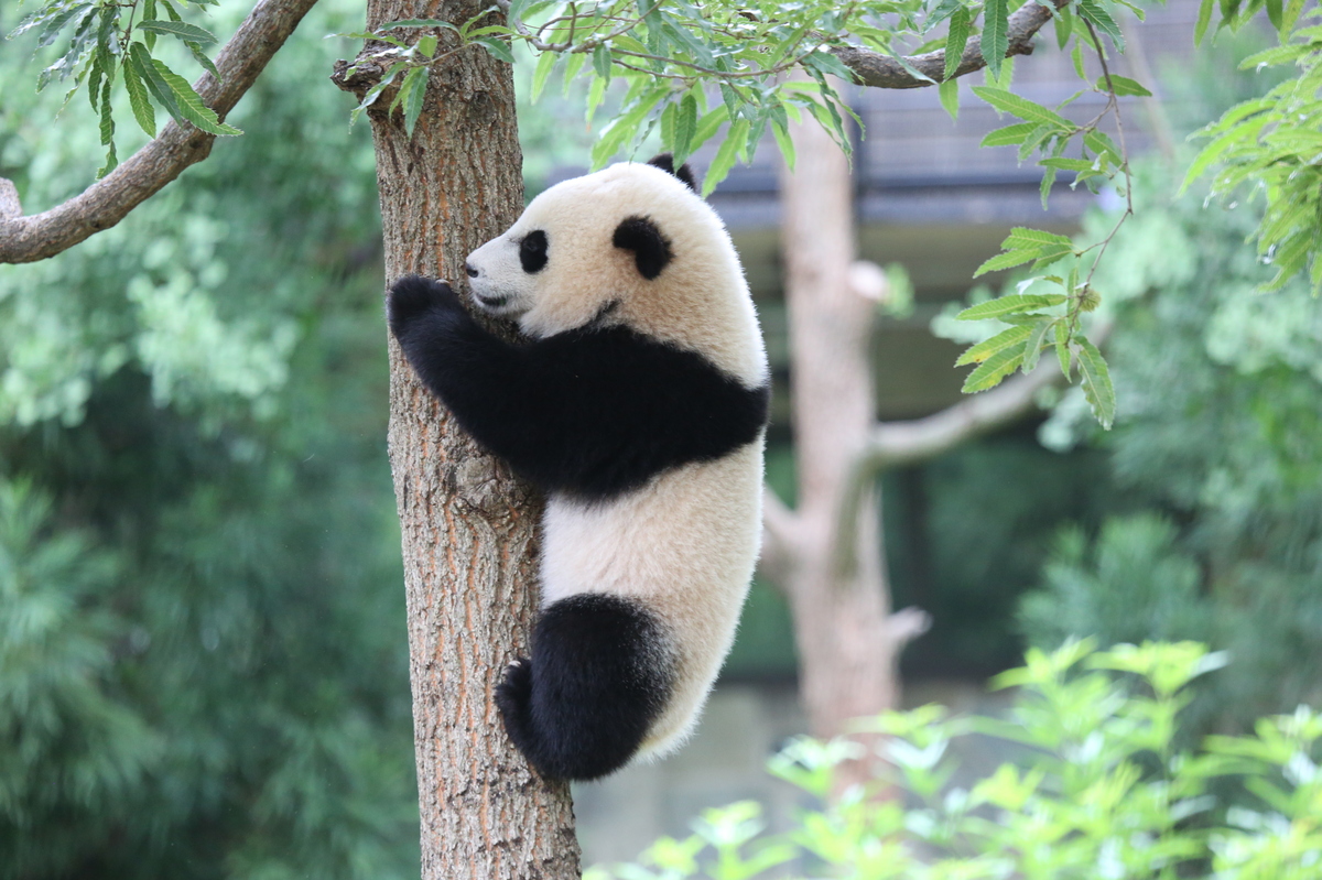 bye-bye-bao-bao-popular-giant-panda-heads-to-china-this-winter-the