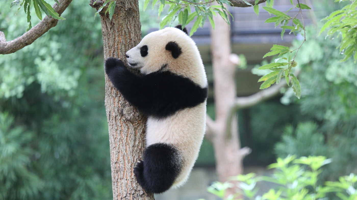 Bye-Bye, Bao Bao: Popular Giant Panda Heads To China This Winter : The ...